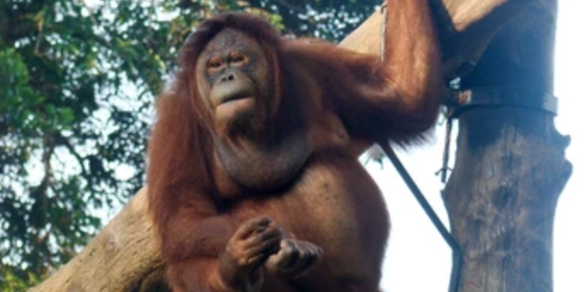 දෙහිවල සතුන් වත්තේ සිටි එකම ඔරංඔටං මිය ගිහින් – Monara.com